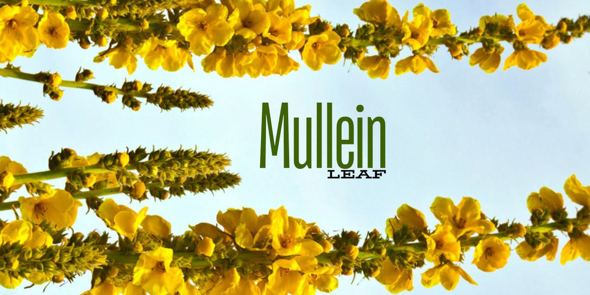 What is Mullein Leaf good for? Discover all the benefits!